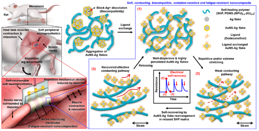 Neural Interfaces Team > Neuro Technology Group > Research > ibs